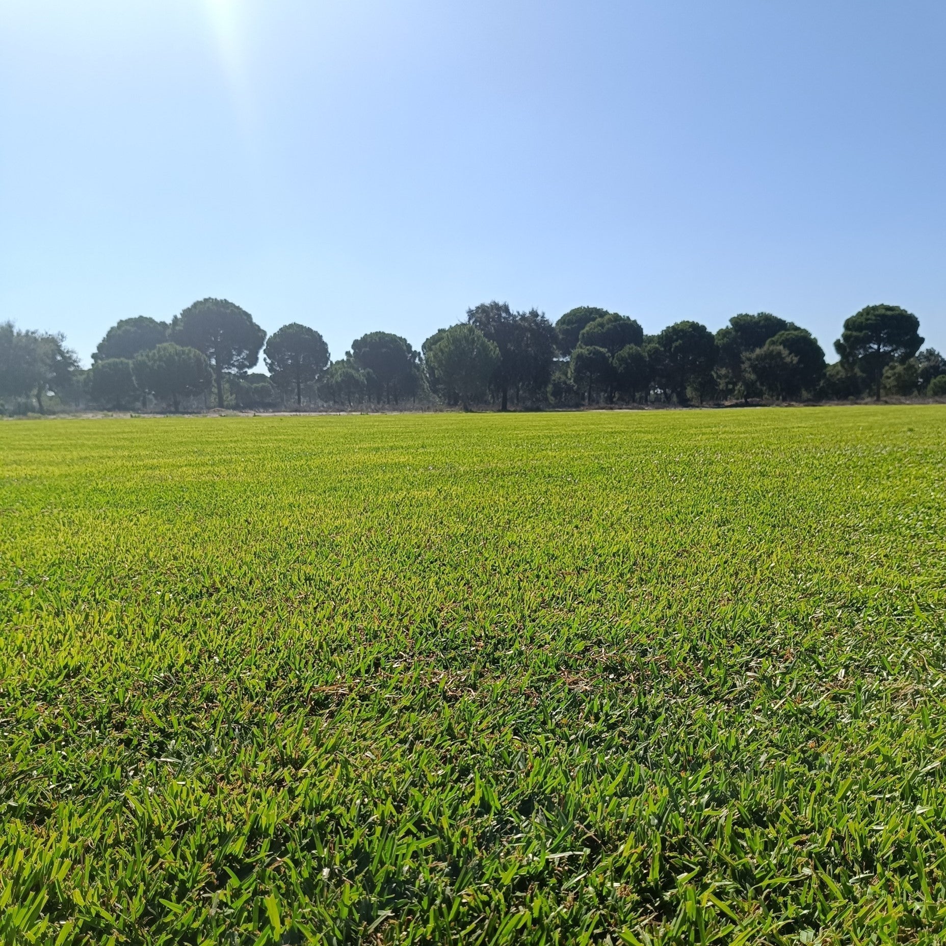 PLANTAÇÃO DO RELVADO – GRASS4YOU