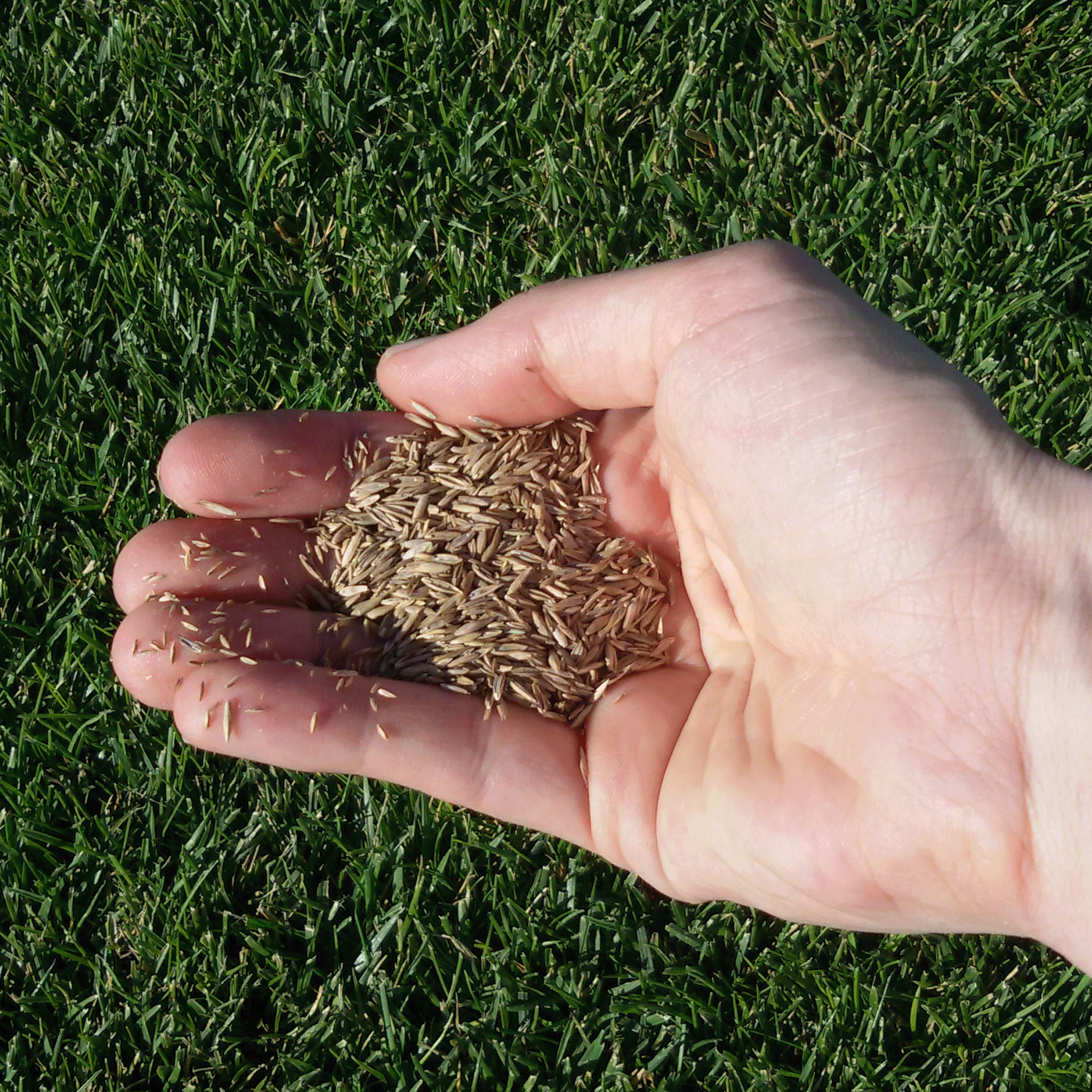 Sementes relva Natural | semear relva | Grass4you – GRASS4YOU